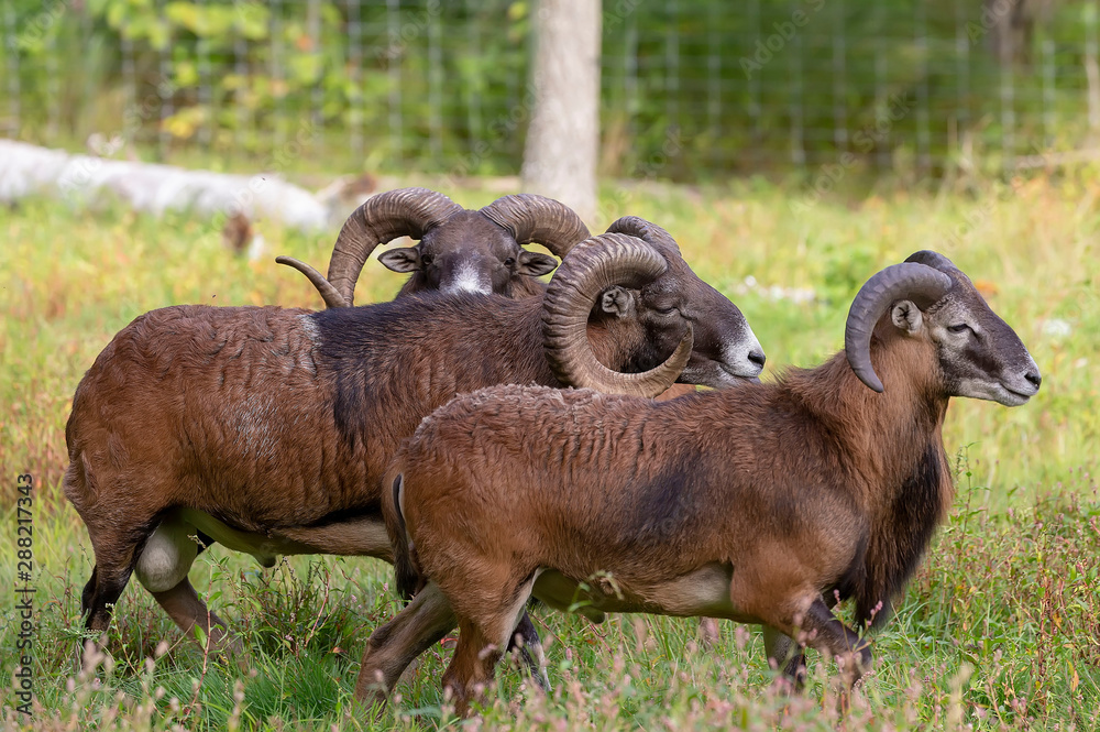 The mouflon (Ovis orientalis) during mating season on game reserve ...