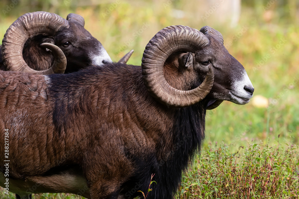 The mouflon (Ovis orientalis) during mating season on game reserve ...