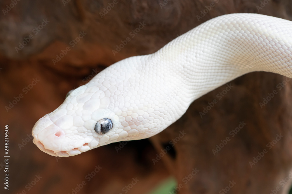 Leucistic Ball Python