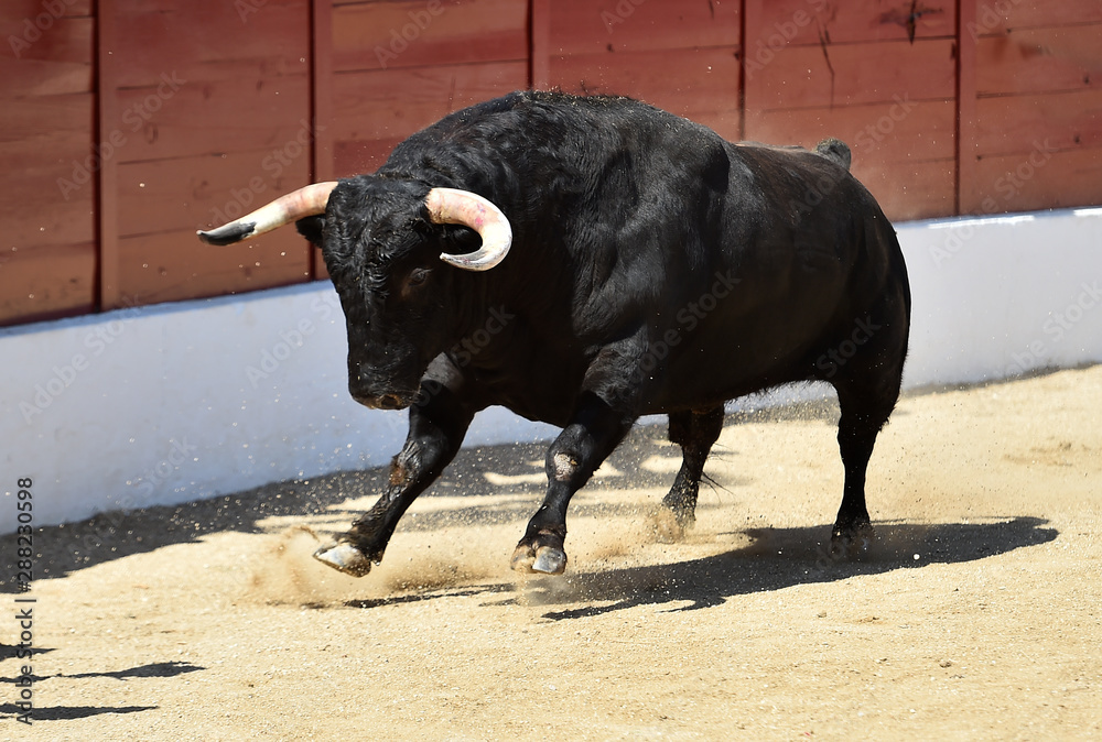 toro negro bravo español Stock Photo | Adobe Stock