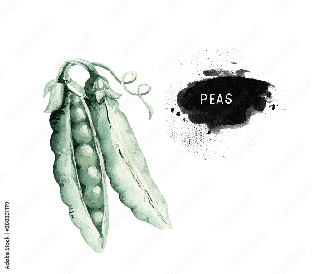 Vegetables vitamin healthy green organic hand drawn watercolor diet ...