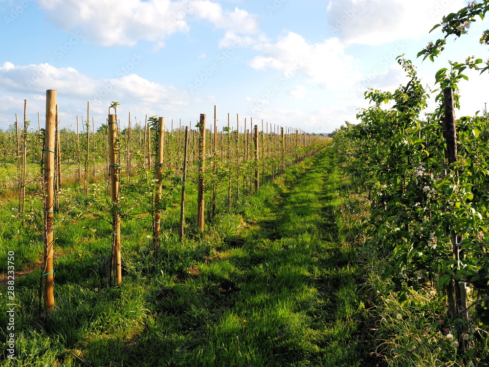 Plantation in Germanys largest fruit growing area near Hamburg called ...