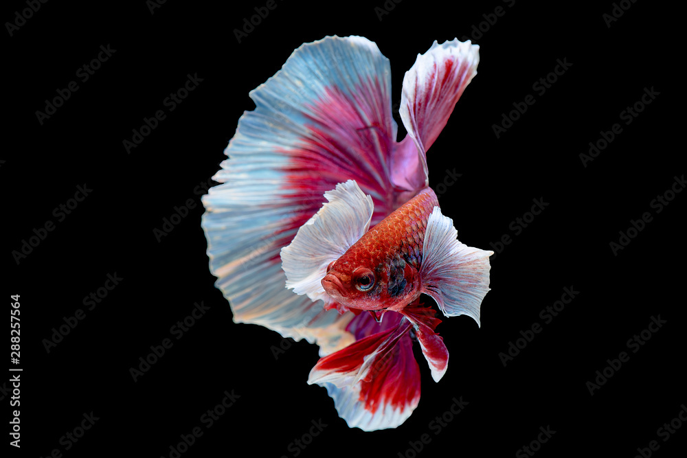 Colorful with main color of red and pink betta fish, Siamese fighting ...