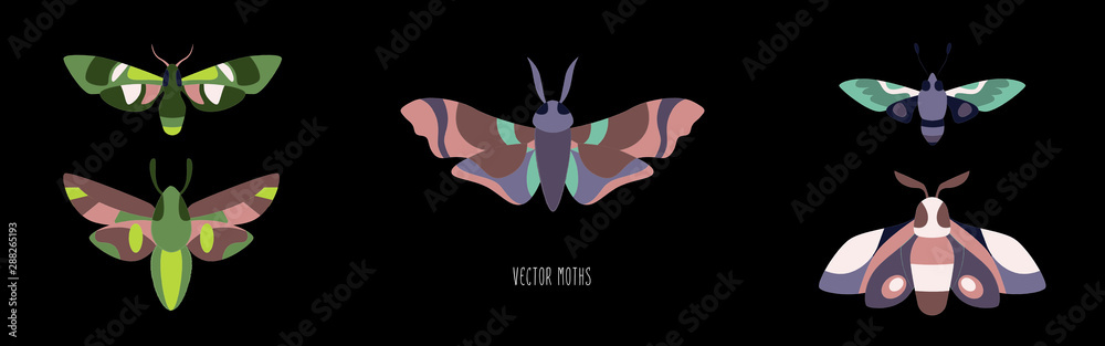 Moth, Insects Entomologist Collection Vector Set. Moth Species And ...