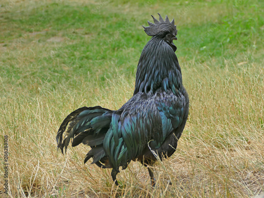Rooster of black chicken Kadaknath (Gallus gallus domesticus) Rare ...