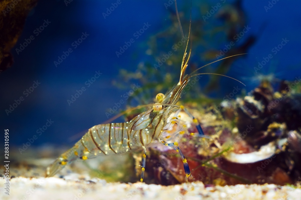 rockpool shrimp, Palaemon elegans, saltwater crustacean, look for food ...