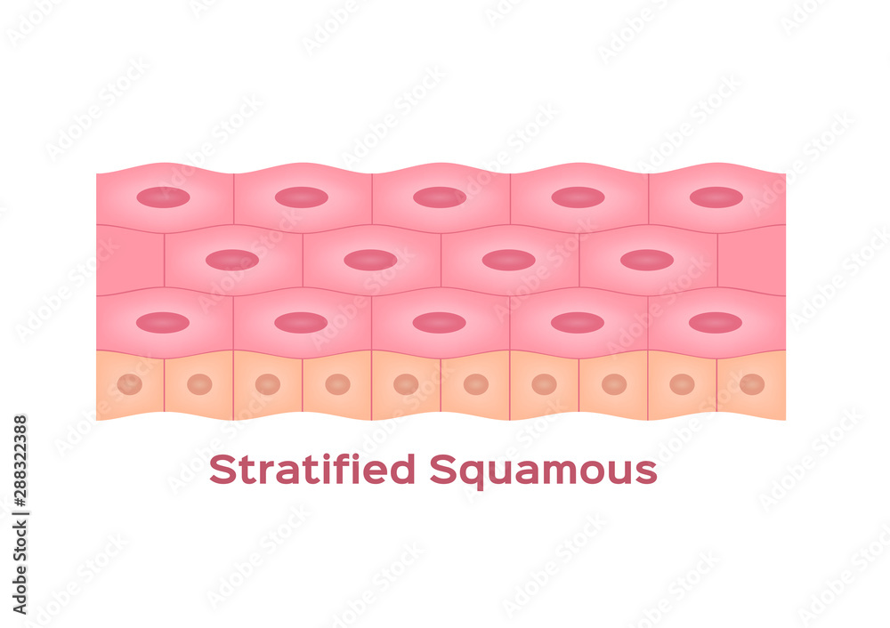 stratified squamous cell vector on white background / Epithelial tissue ...