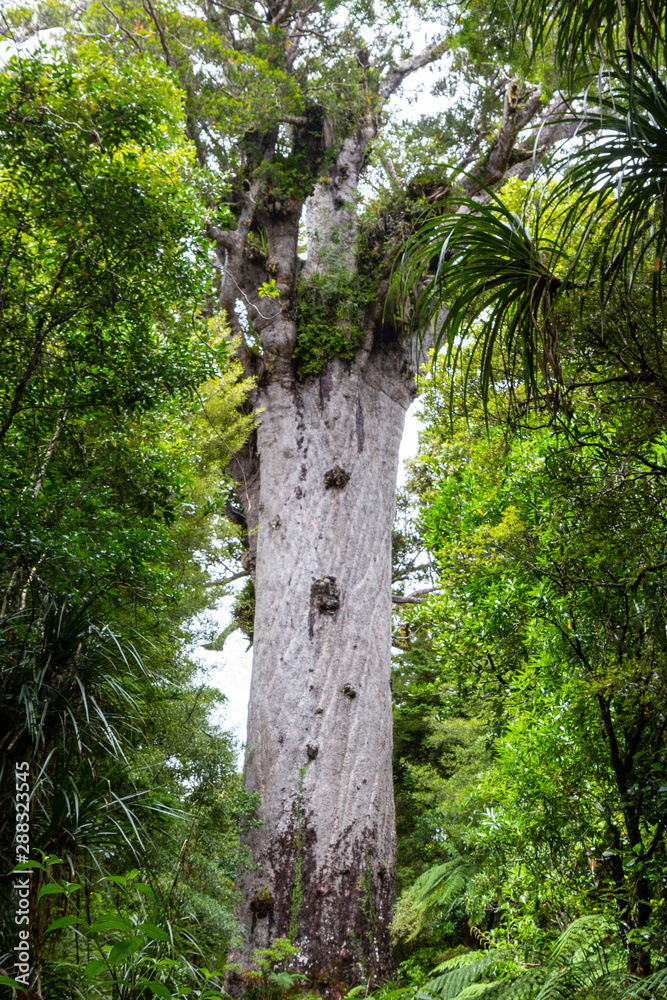 Tane Mahuta, also called Lord of the Forest, is a giant kauri tree in ...