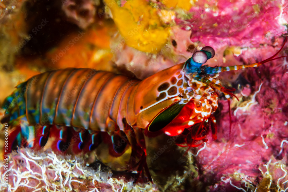 Colorful Peacock Mantis Shrimp on a Coral Reef Stock Photo | Adobe Stock