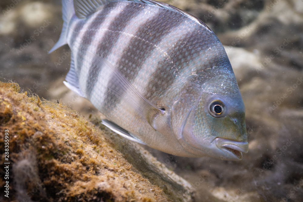 High resolution "no crop" close up shot of a wild Sheepshead fish ...