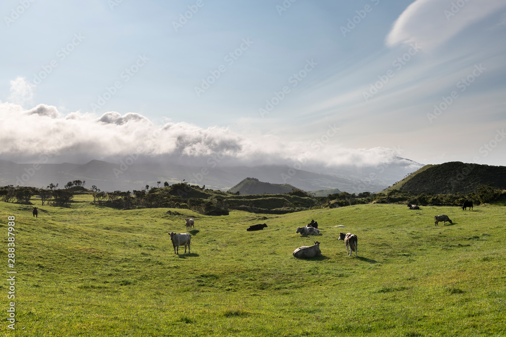 Dairy cattle farming on the countryside Planalto da Achada of Ilha do ...
