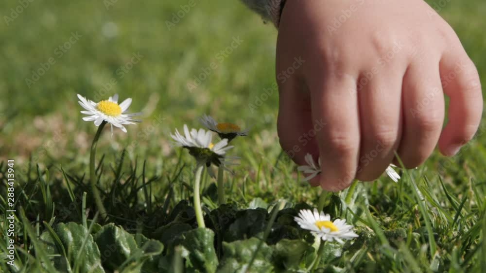 Childs hand reaching down and plucking daisy flower from green grass ...