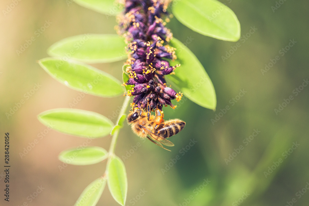 Bee with loaded pollen baskets on purple inflorescence of blooming ...