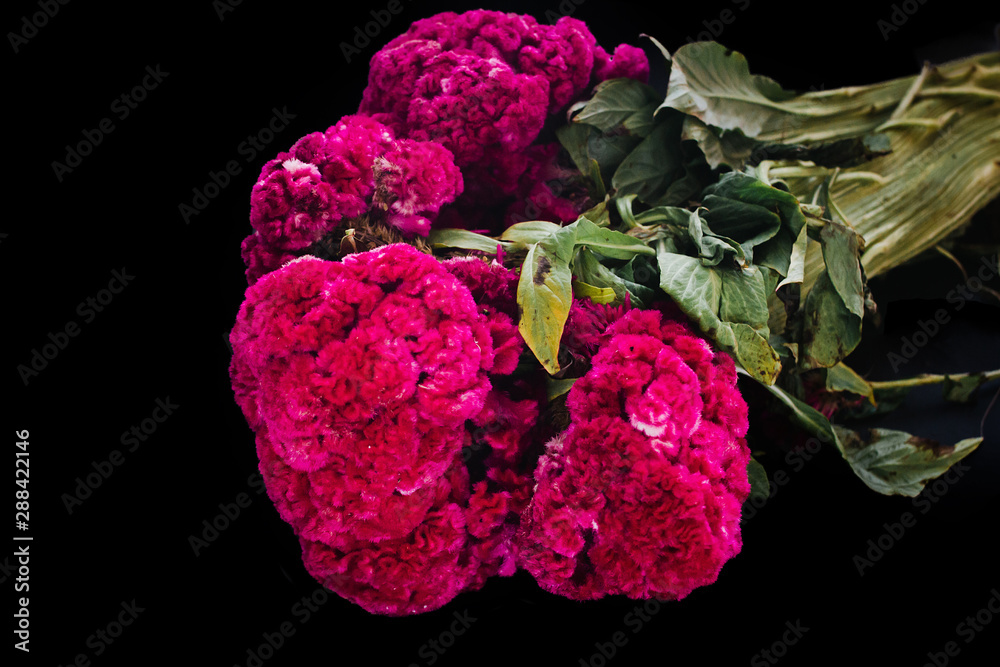 Flor de Terciopelo o Celosia, Mexican Flowers for offerings ofrendas in ...
