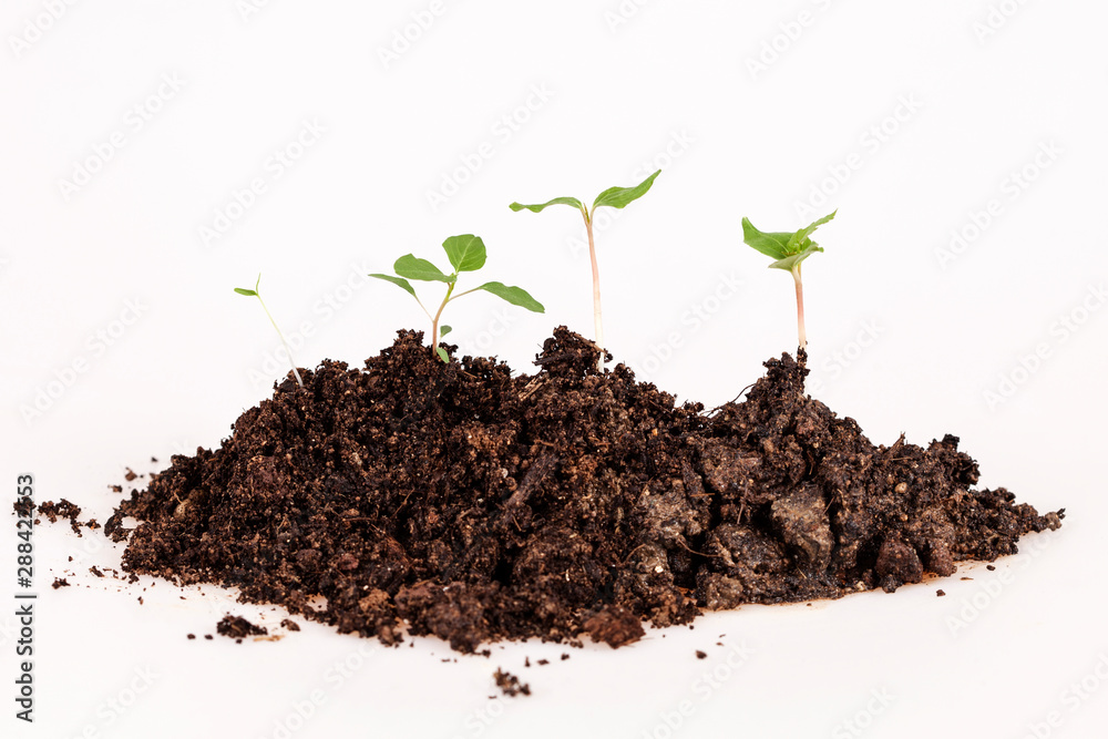 plants on soil at white background, stages of growth Stock Photo ...
