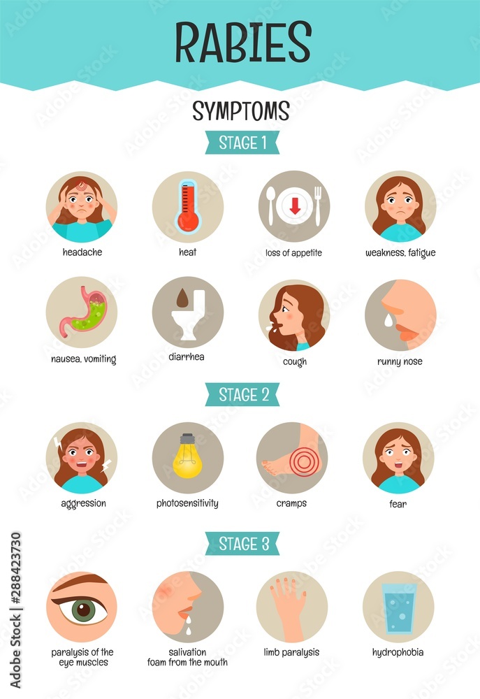 Rabies Symptoms And Stages Of Infection 53 Off