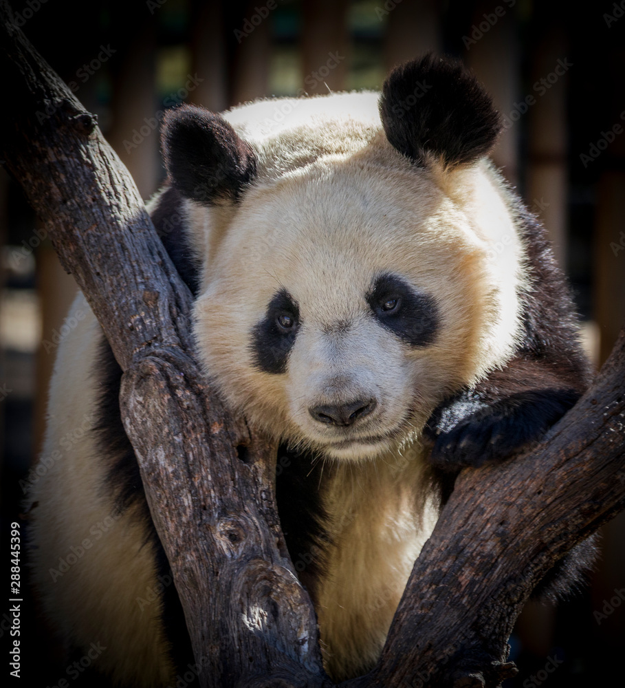 Oso Panda Triste - Panda Bear Sad Stock Photo | Adobe Stock