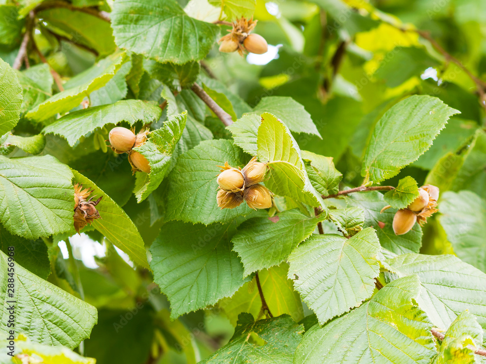 Corylus avellana - Common hazel cultivated for its nuts and hedgerows ...