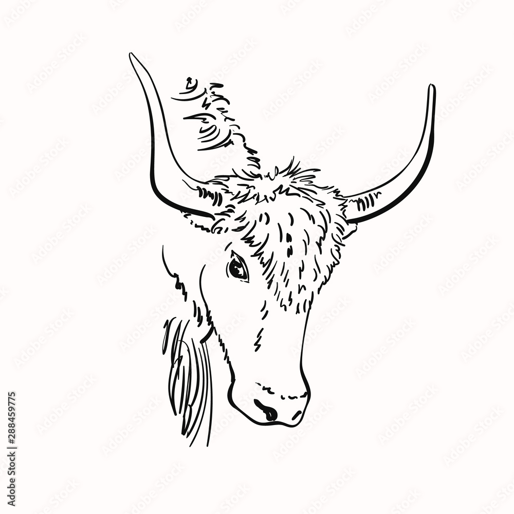 Vector sketch of yak head with big horns, Hand drawn linear ...