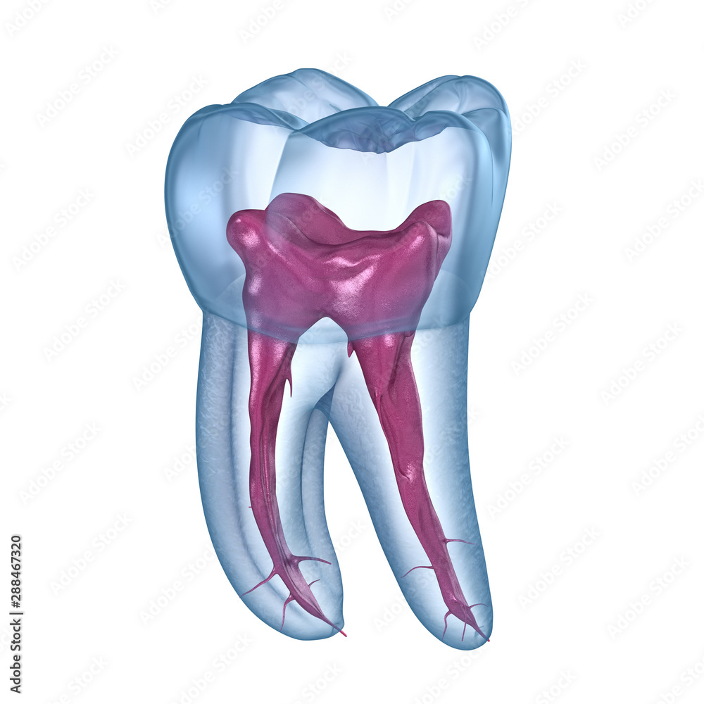 Dental root anatomy - First maxillary molar tooth. Medically accurate ...