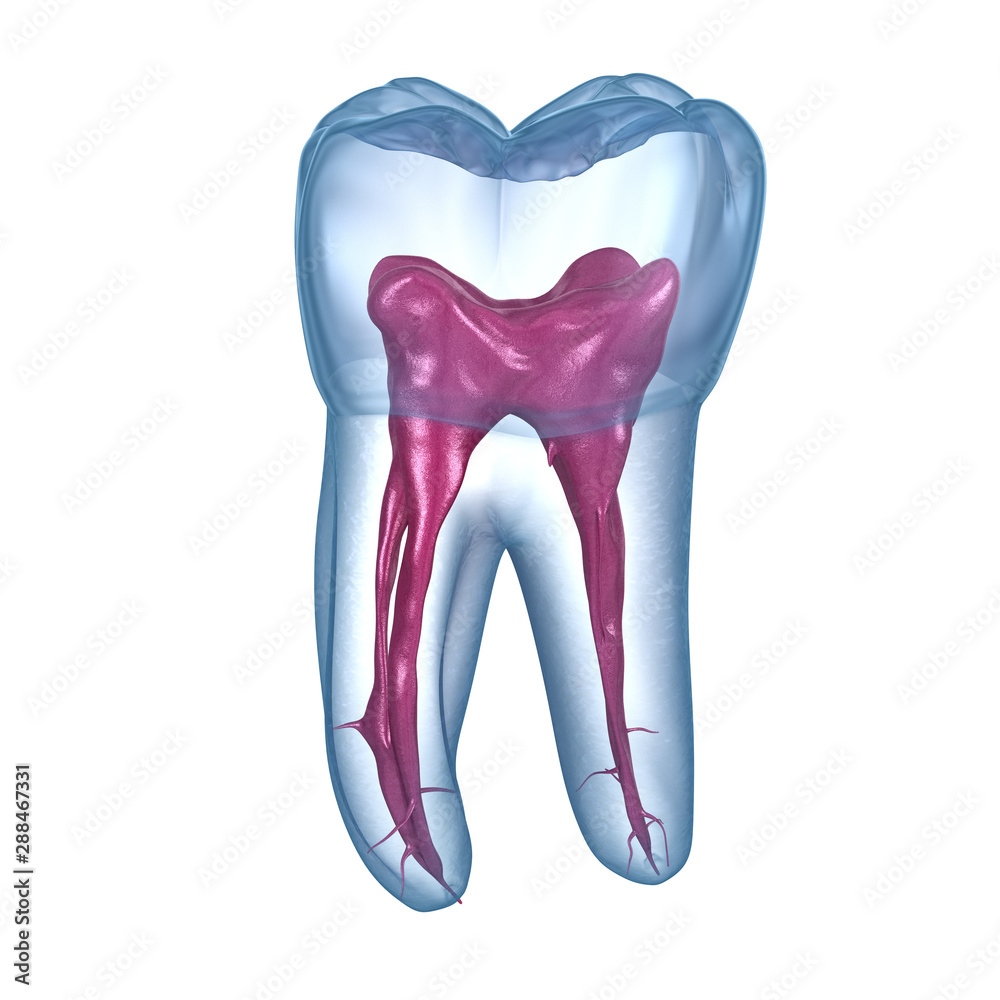 Dental root anatomy - First maxillary molar tooth. Medically accurate ...