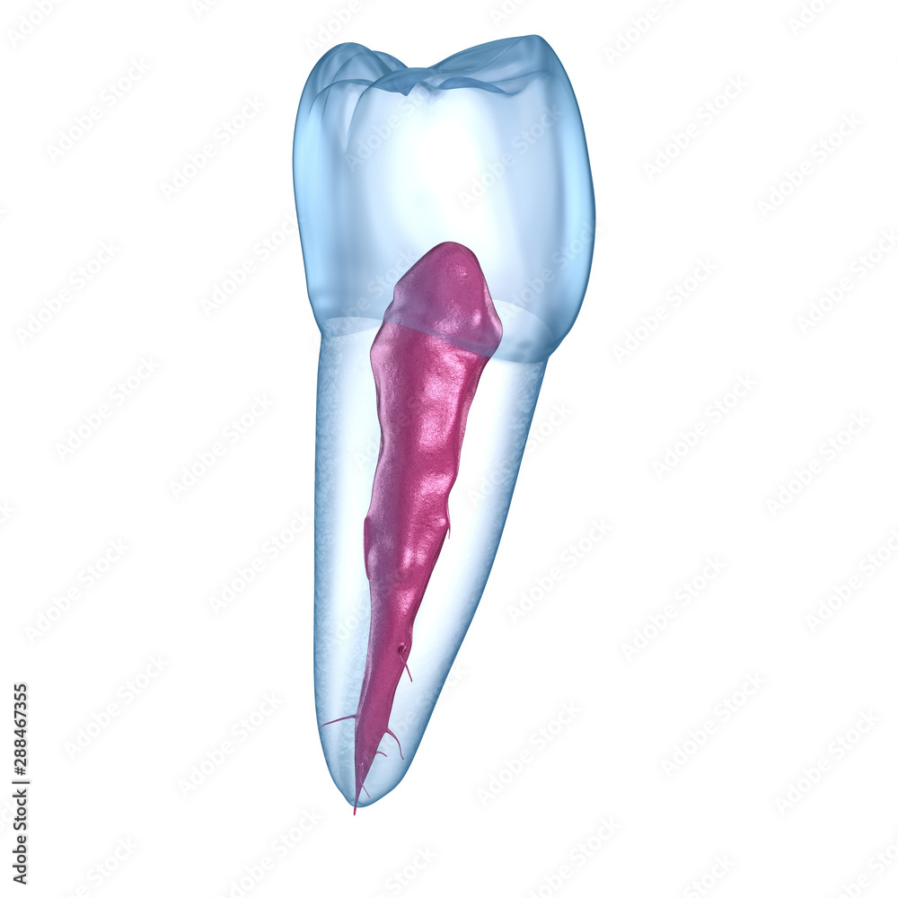 Dental root anatomy - Mandibular Second premolar tooth. Medically ...