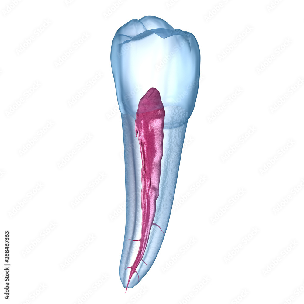 Dental root anatomy - Mandibular Second premolar tooth. Medically ...