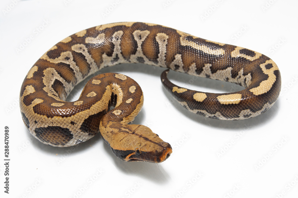 Sumatran Red Blood Python (Python curtis curtis) isolated on white ...