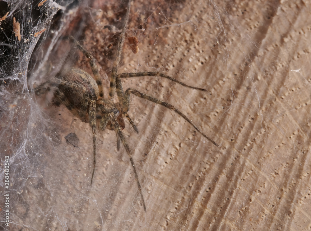 Eine Winkelspinne, Hausspinne, Tegenaria atrica, sitzt in ihrem Netz ...