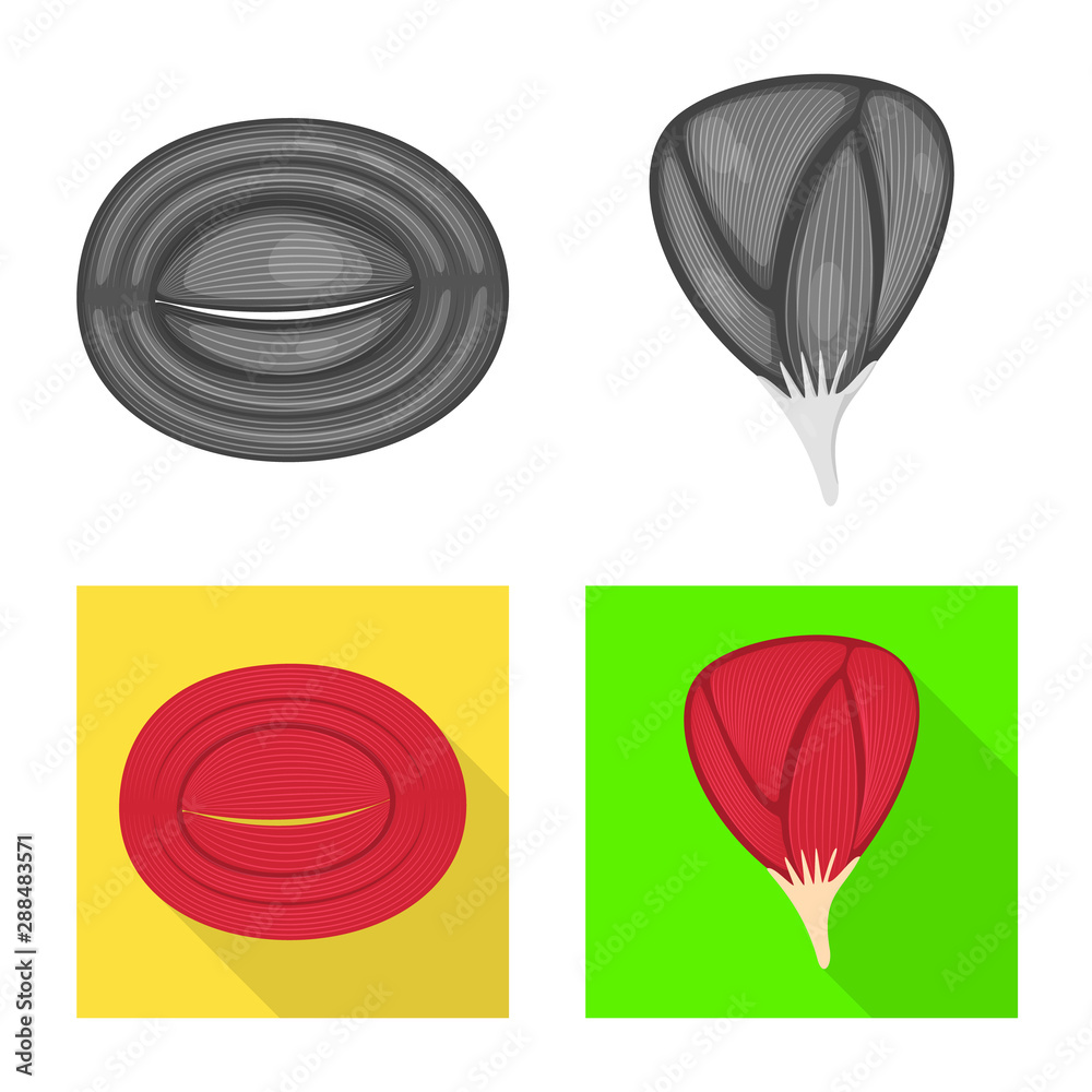 Vector design of fiber and muscular icon. Collection of fiber and body ...