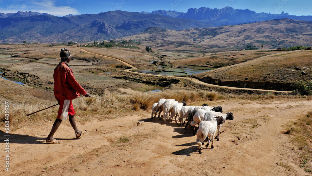 Berger malgache menant son troupeau de brebis Stock Photo | Adobe Stock