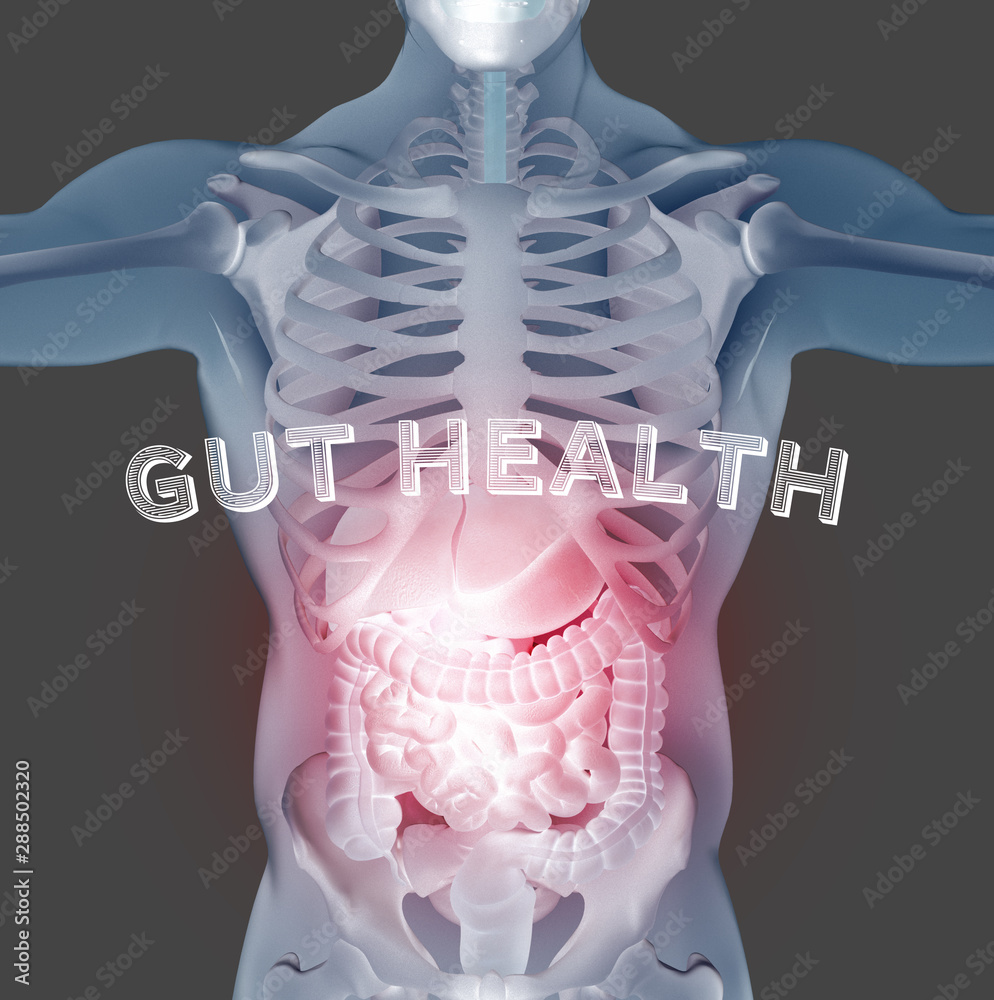 Human gut digestive anatomy. 3D illustration Stock Illustration | Adobe ...