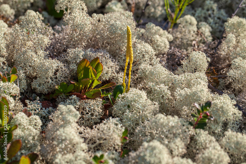 Tundra Mosses