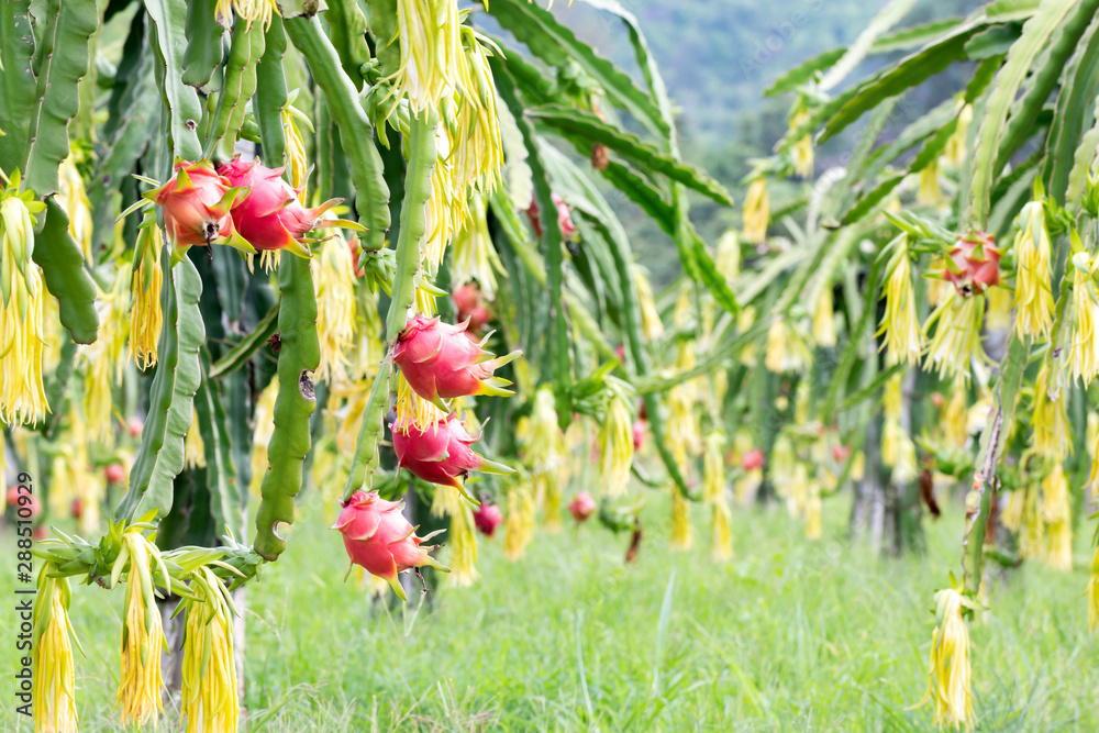 Dragon fruit field or Landscape of pitahaya field, A pitaya or pitahaya ...
