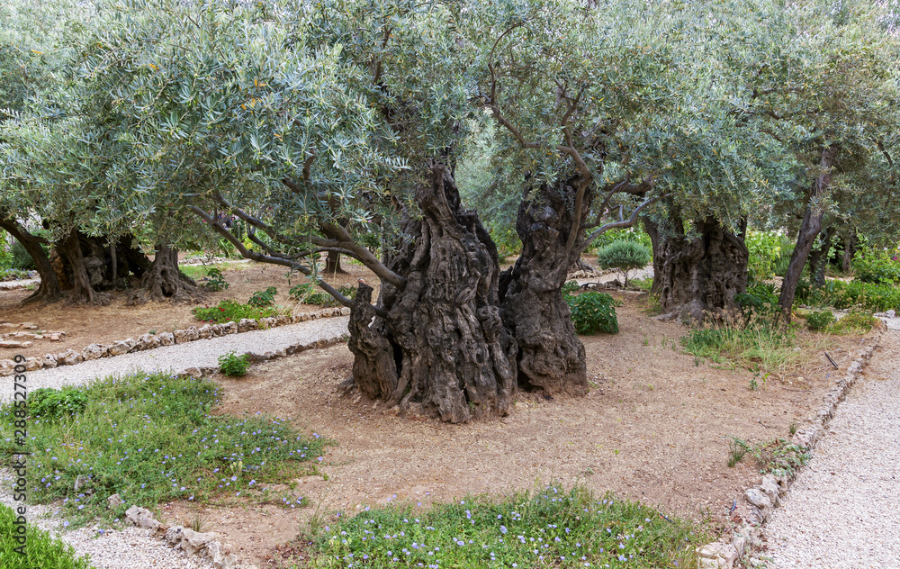 Garden of Getsemane where Jesus prayed before he was captured by Roman ...