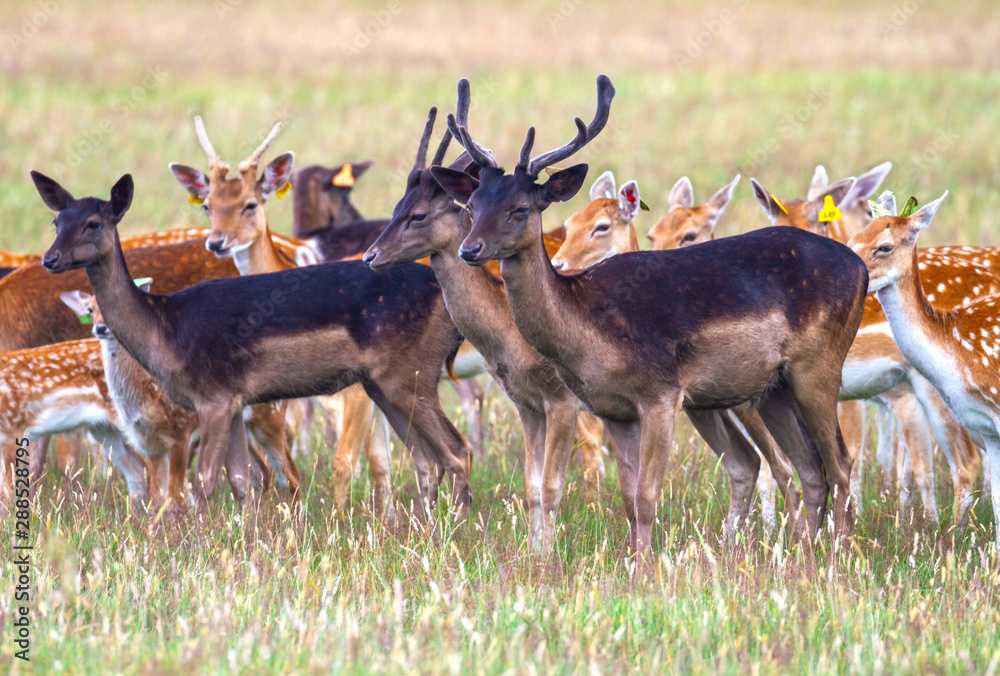 Fallow deer (Dama dama), tagged wild herd with male bucks and females ...