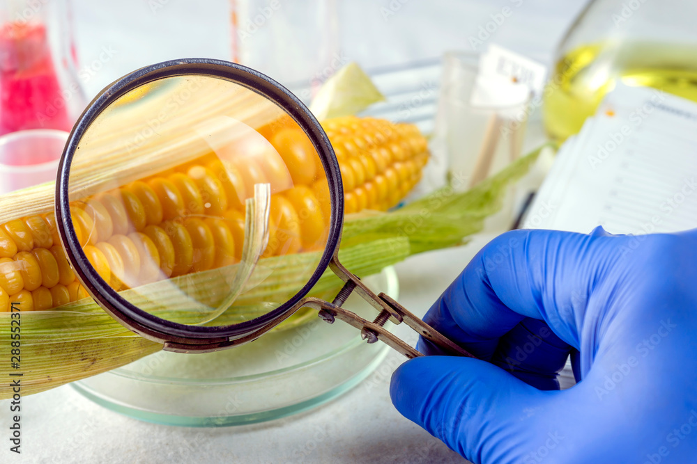 Scientist examining quality of corn seed kernels, close up of hand ...
