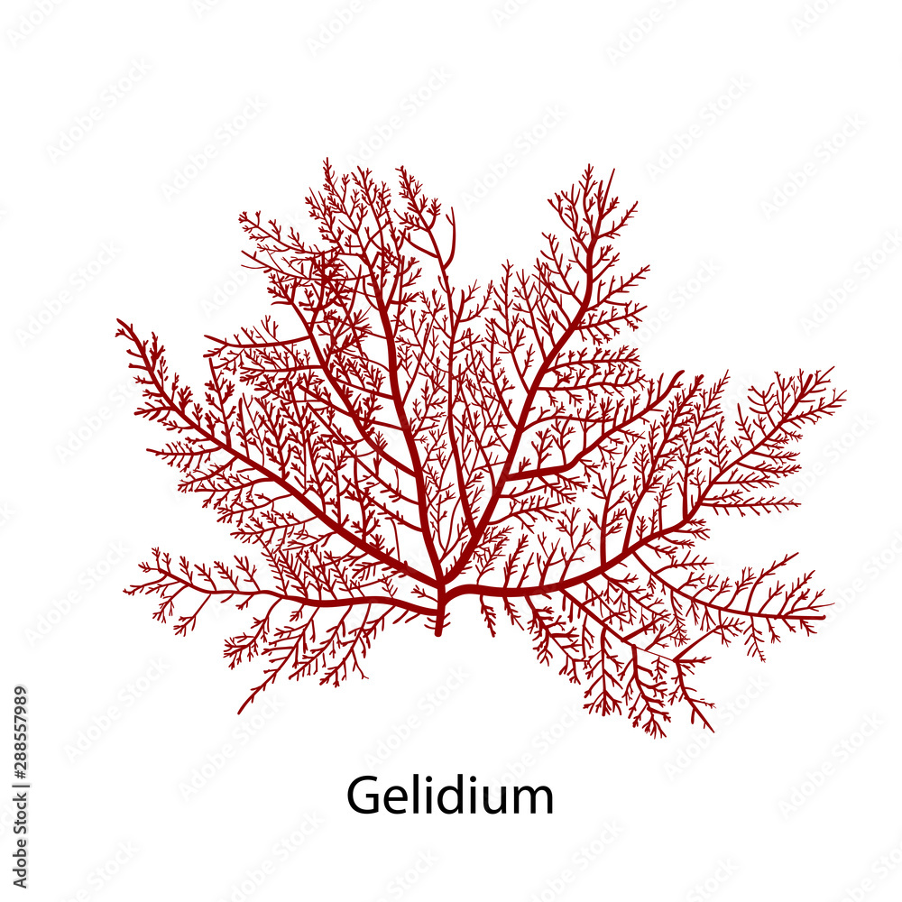 Red Algae Diagram