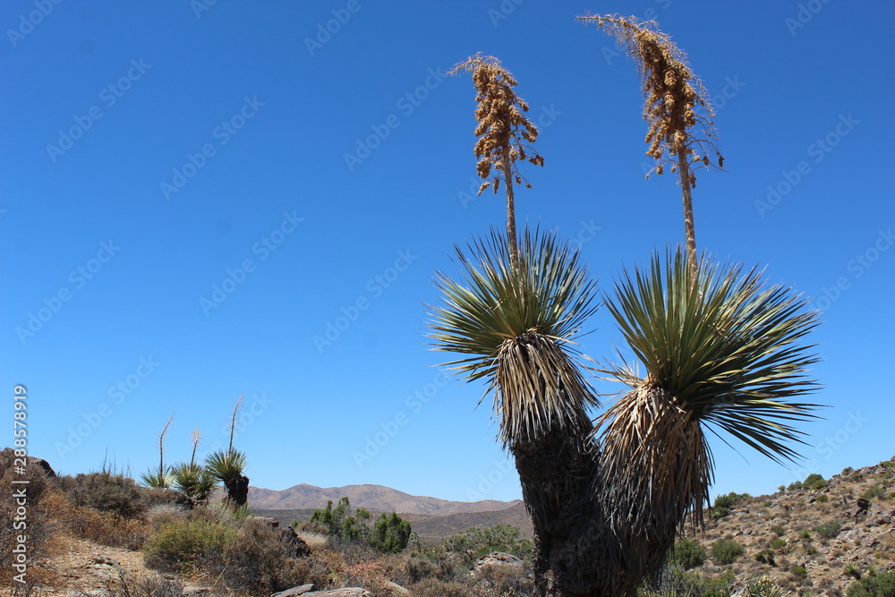 In the Southern Mojave Desert, Joshua Tree National Park hosts this ...