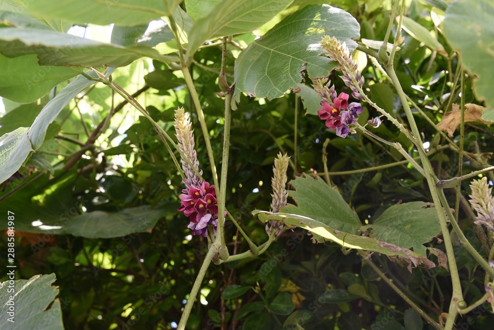 Kudzu flowers / In Japan, kudzu roots are used as a material for sweets ...
