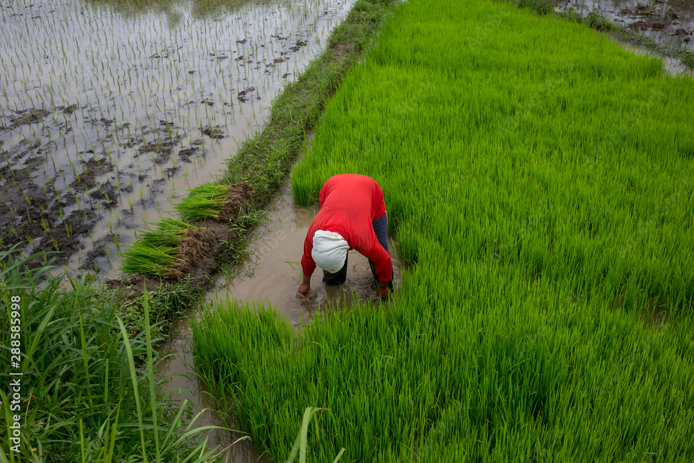 Female worker in asian traditional rice paddy farm plant the rice seed ...