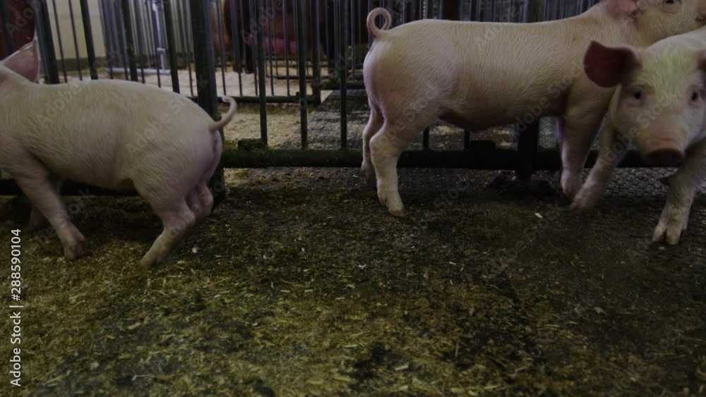 Pigs in family owned organic farm agriculture animals Stock Video ...