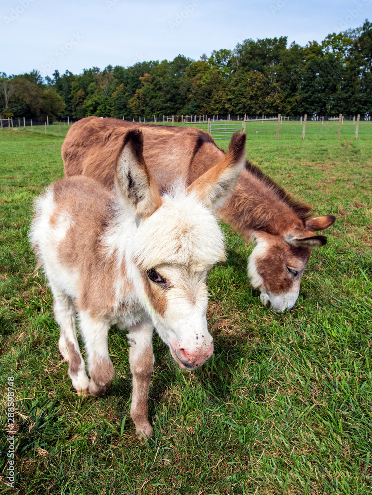 Baby Miniature Donkey