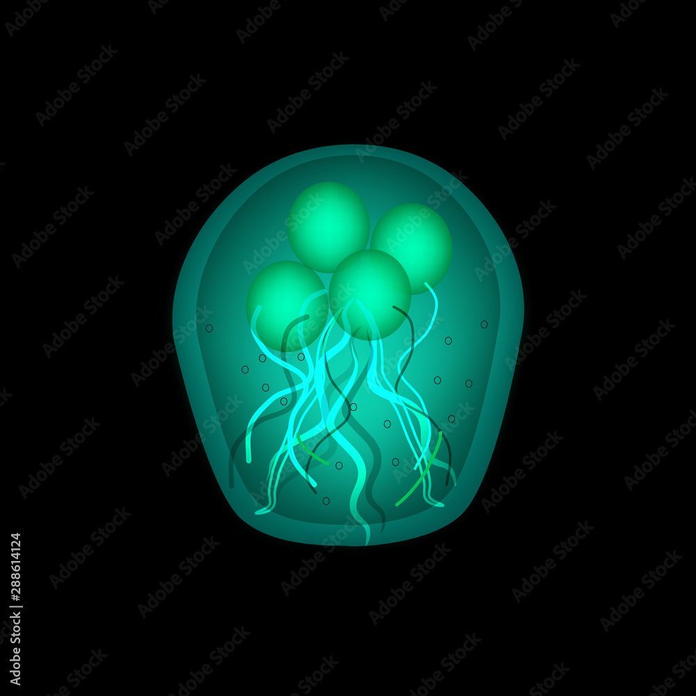 The structure of Giardia cysts. Vector illustration. Stock Vector ... The structure of Giardia cysts. Vector illustration. Stock Vector ...