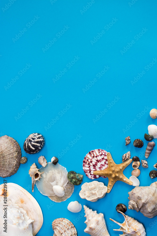 Blue Seashell Border