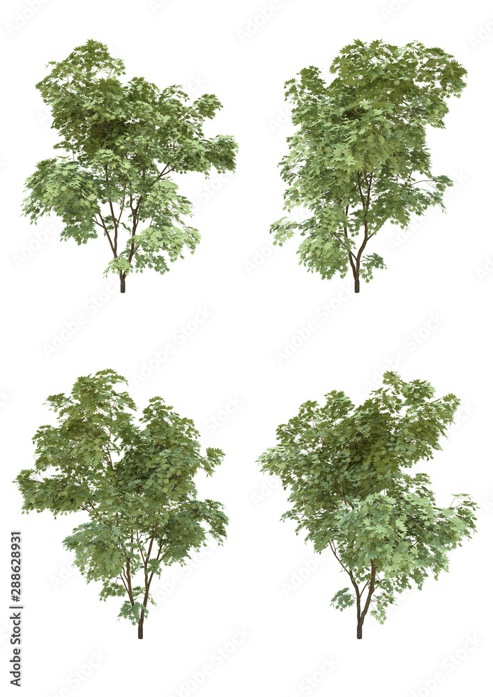Japanese maple tree summer season on a white background with clipping ...