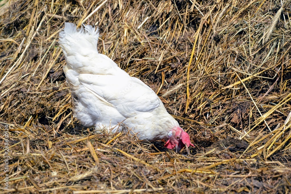 The rural hen (Gallus gallus domesticus) is looking for grain in the ...