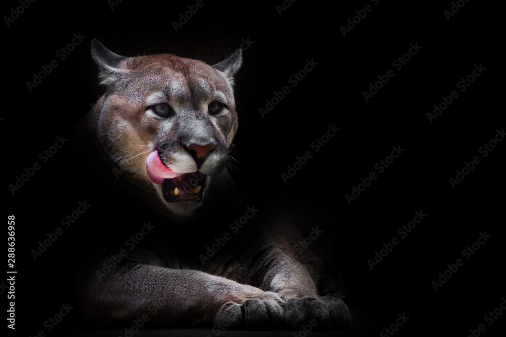 A female cougar (puma) peeps out of the darkness and greedily ...