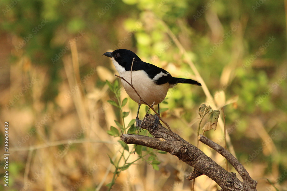 Ethiopian Boubou in close-up in Africa Stock Photo | Adobe Stock