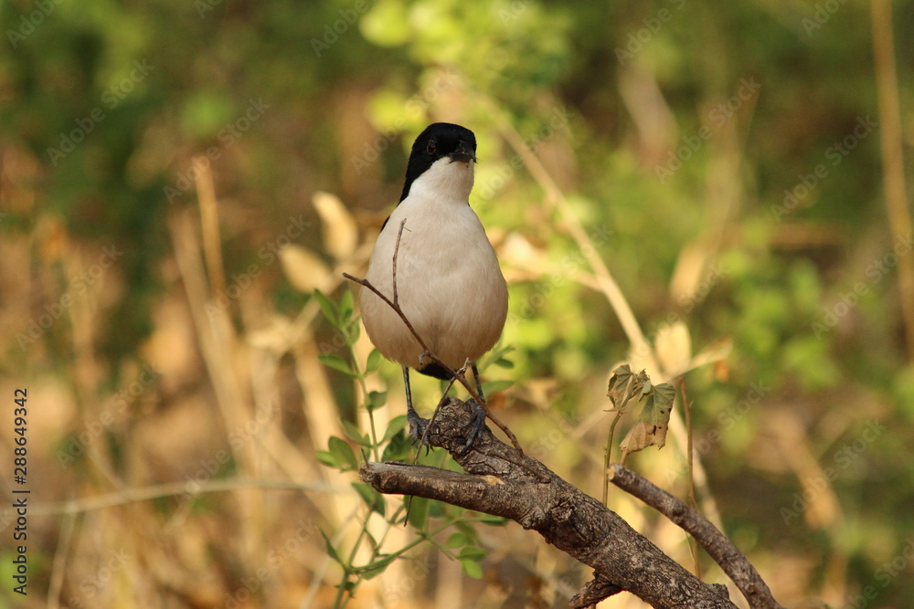 Ethiopian Boubou in close-up in Africa Stock Photo | Adobe Stock